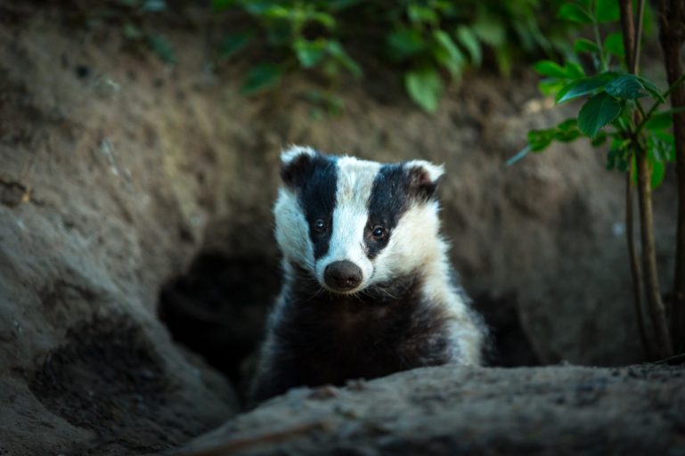 Badger Advice - SSPCA