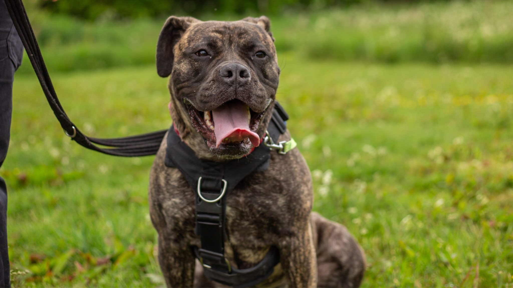 How hot is too hot? A warning to dog owners against dangerous walks as ...