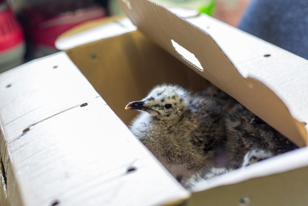 When Do Birds Start Nesting - Advice from the Scottish SPCA