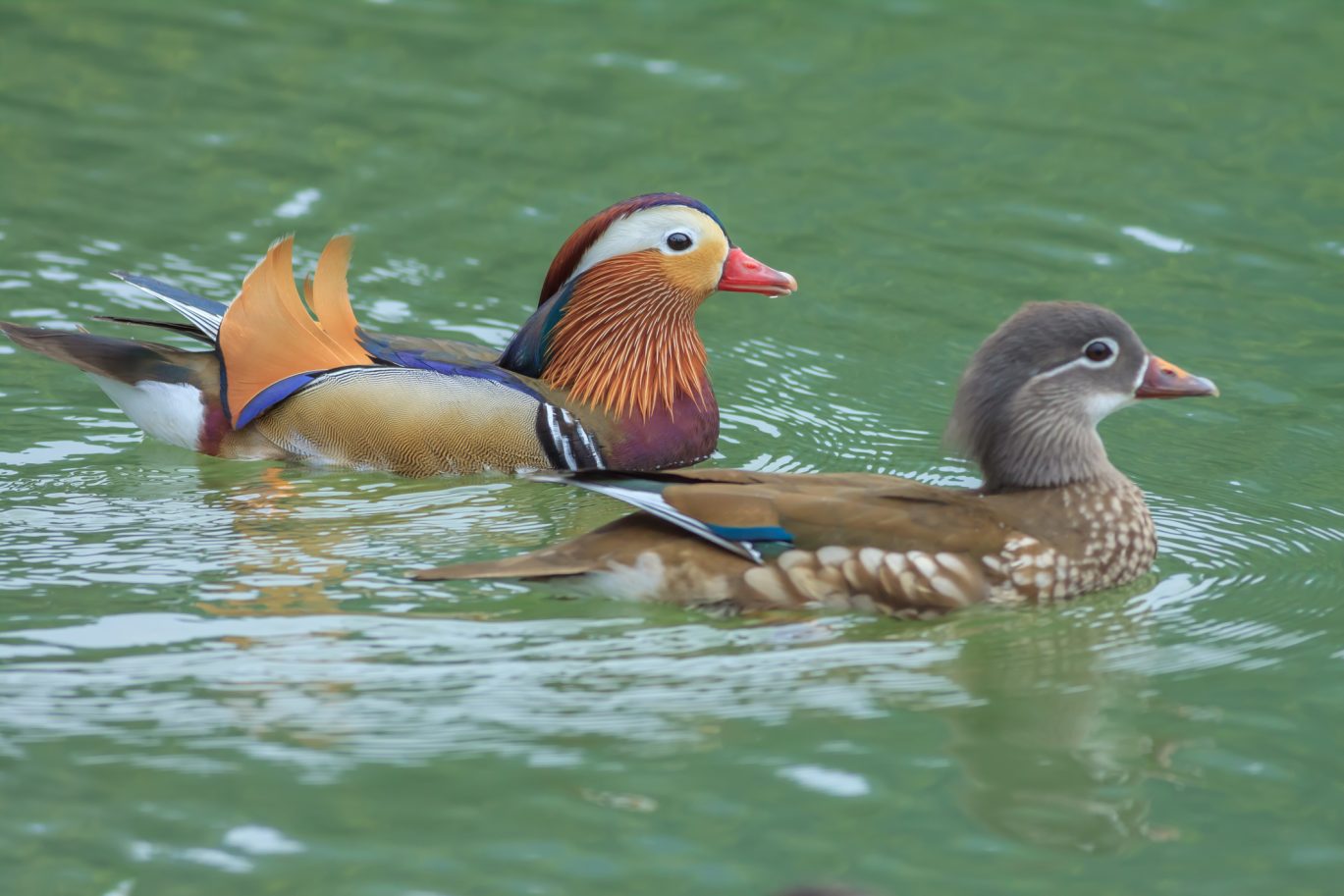 Ducks - Scottish SPCA