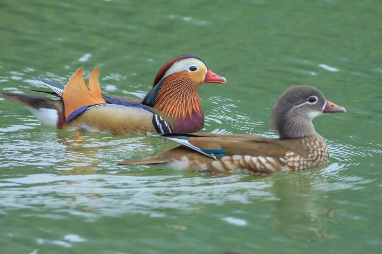 Ducks - Scottish SPCA