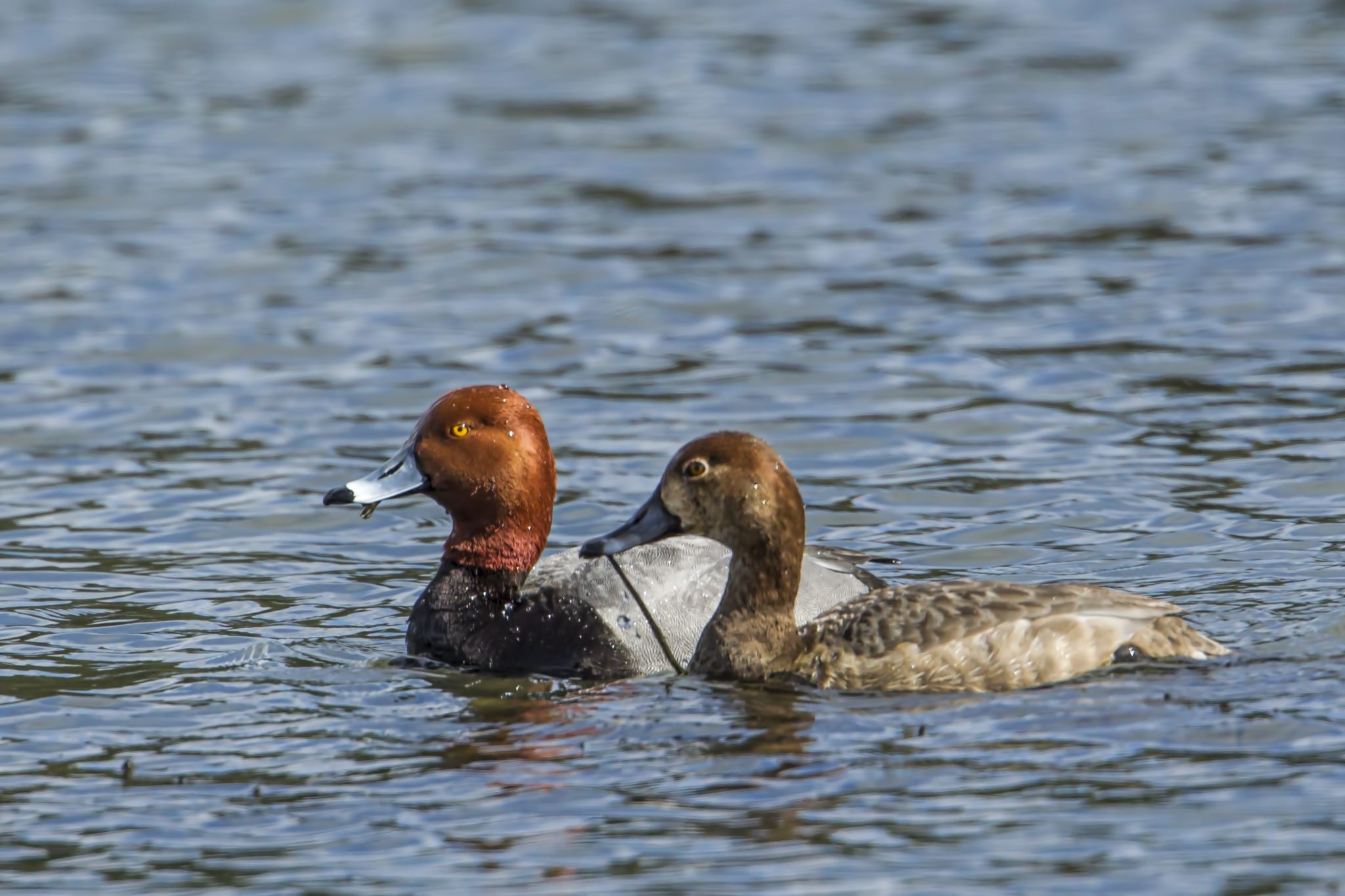 Ducks - Scottish SPCA