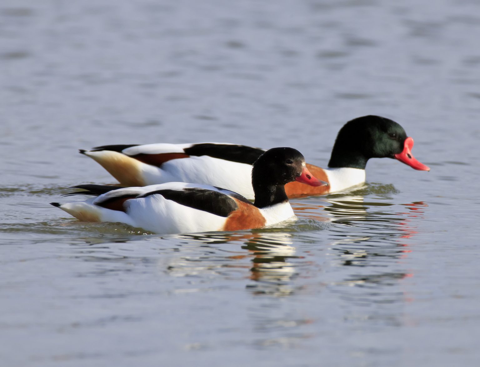 Ducks - Scottish SPCA