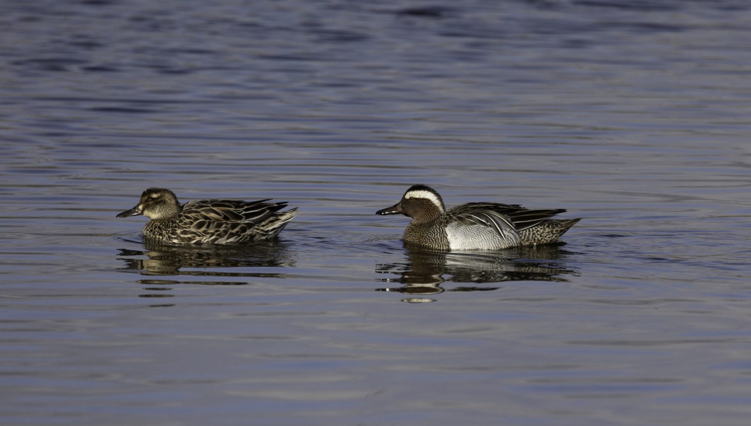 Ducks - Scottish SPCA