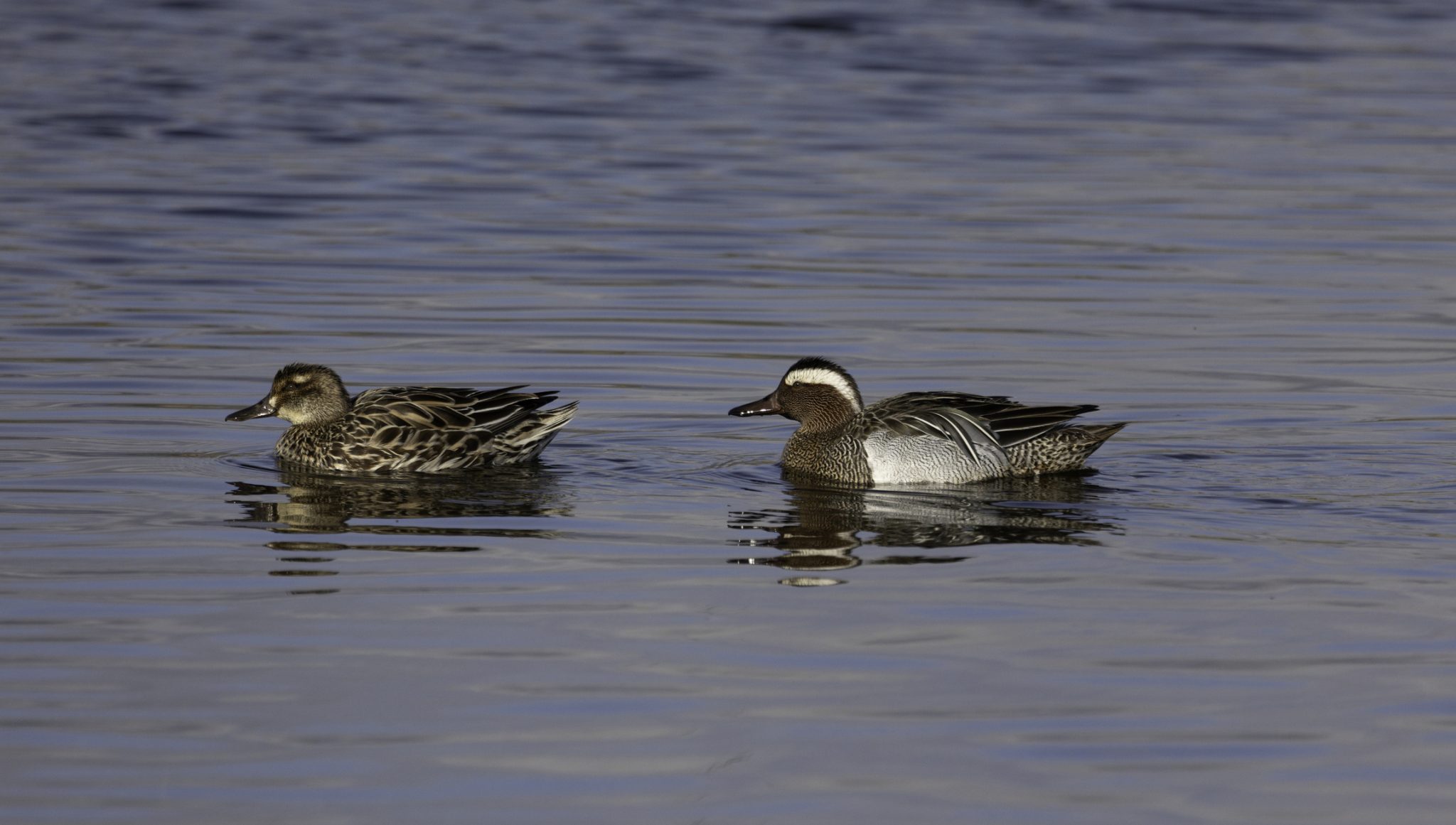 Ducks - Scottish SPCA