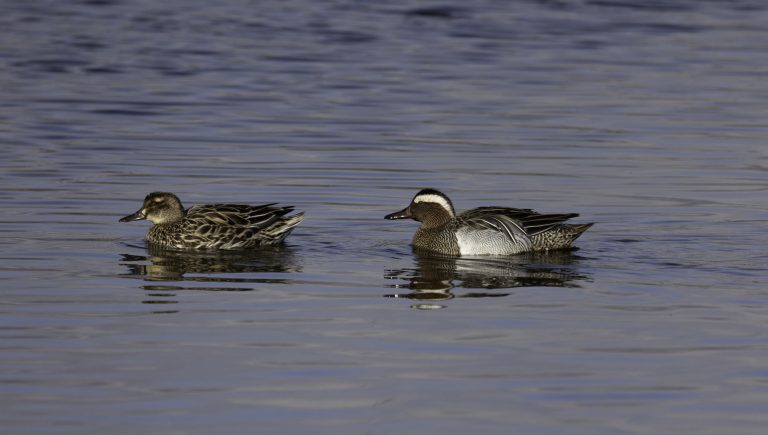 Ducks - Scottish SPCA