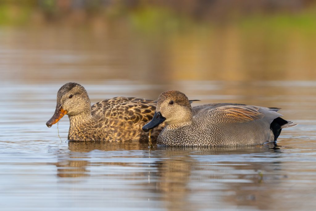 Ducks - Scottish SPCA