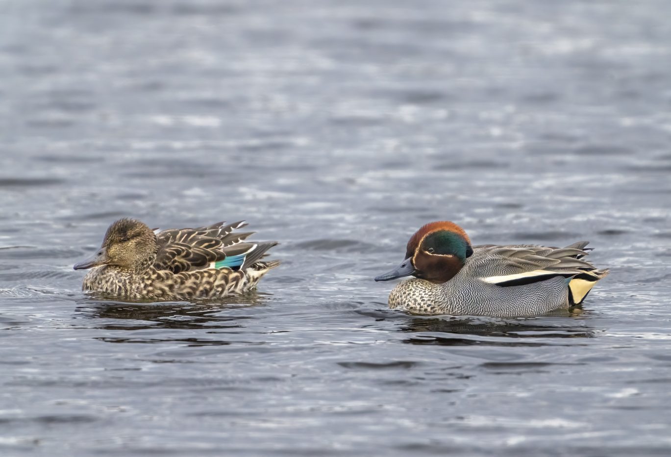 Ducks - Scottish SPCA