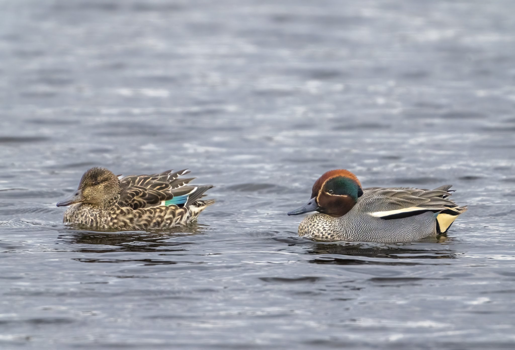Ducks - Scottish SPCA
