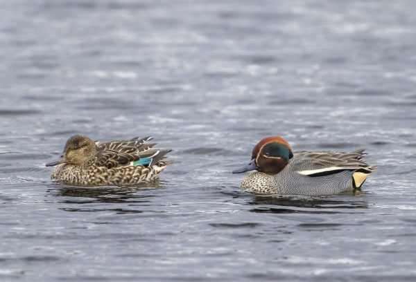 Ducks - Scottish SPCA