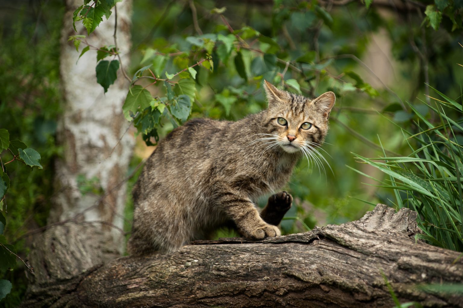 Scottish Wildcats - Advice from the Scottish SPCA