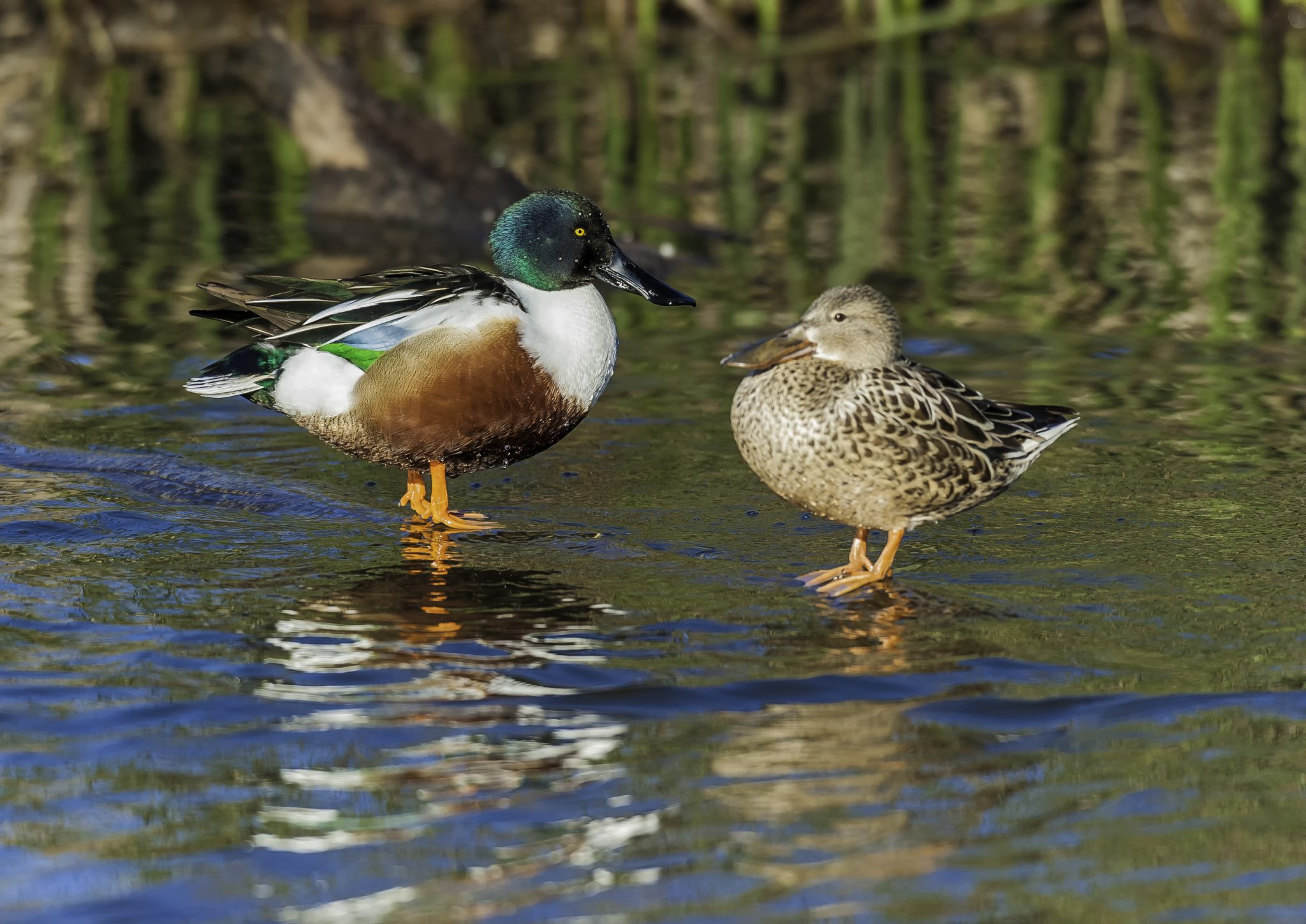 Ducks - Scottish SPCA