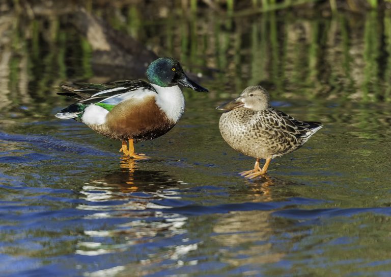 Ducks - Scottish SPCA