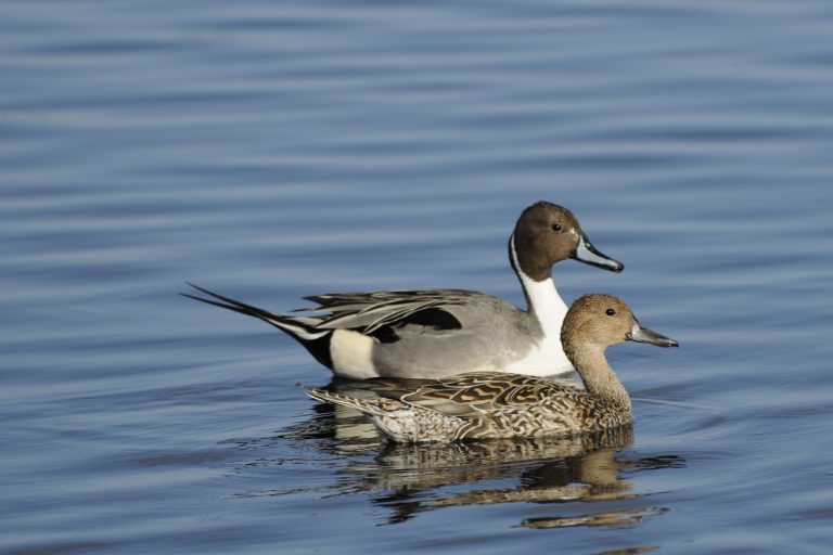 Ducks - Scottish SPCA