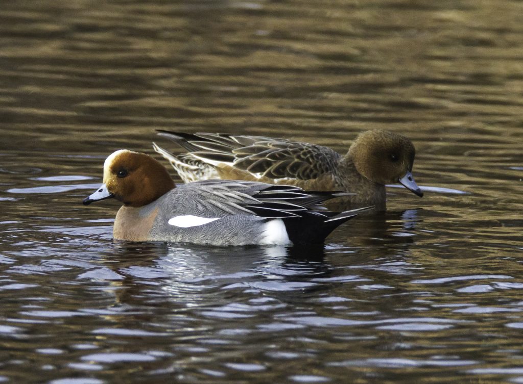 Ducks - Scottish SPCA