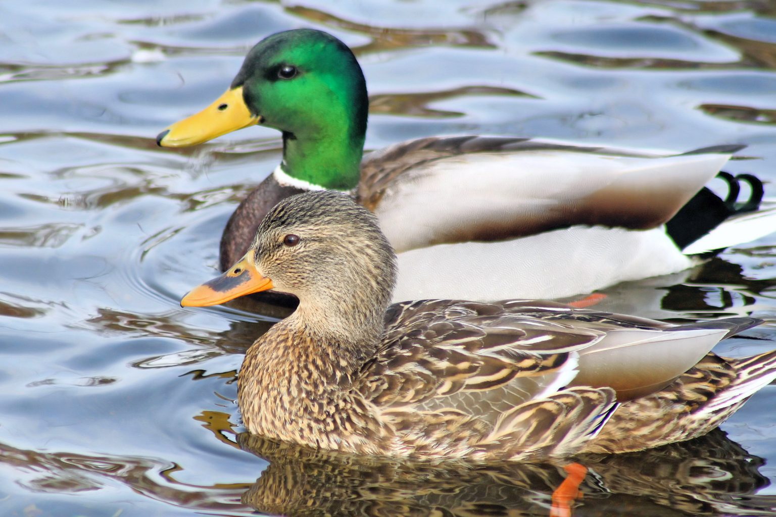 Ducks - Scottish SPCA