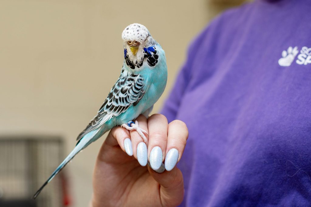 Volunteer Roles - Scottish SPCA