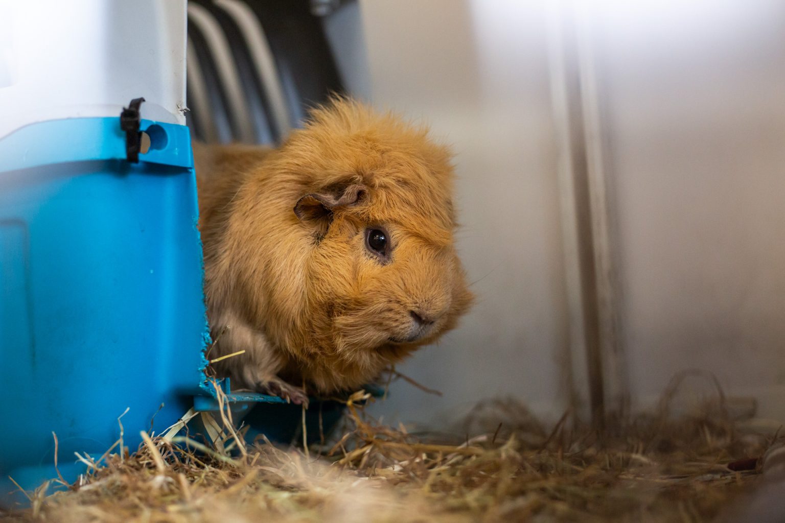 Small Animal Care - Scottish SPCA