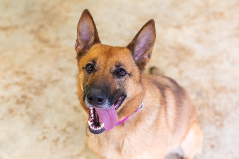 How long are dogs in season for? - Advice from the Scottish SPCA