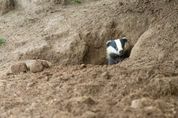 Badger Sett - Advice from the Scottish SPCA