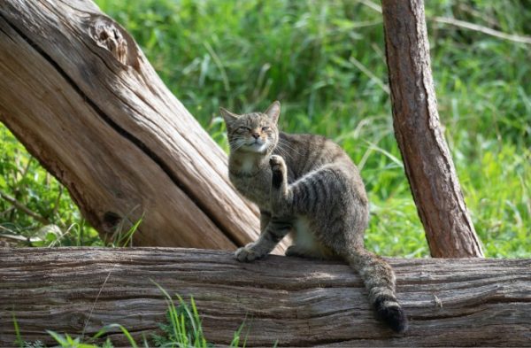 Scottish Wildcats - Advice from the Scottish SPCA