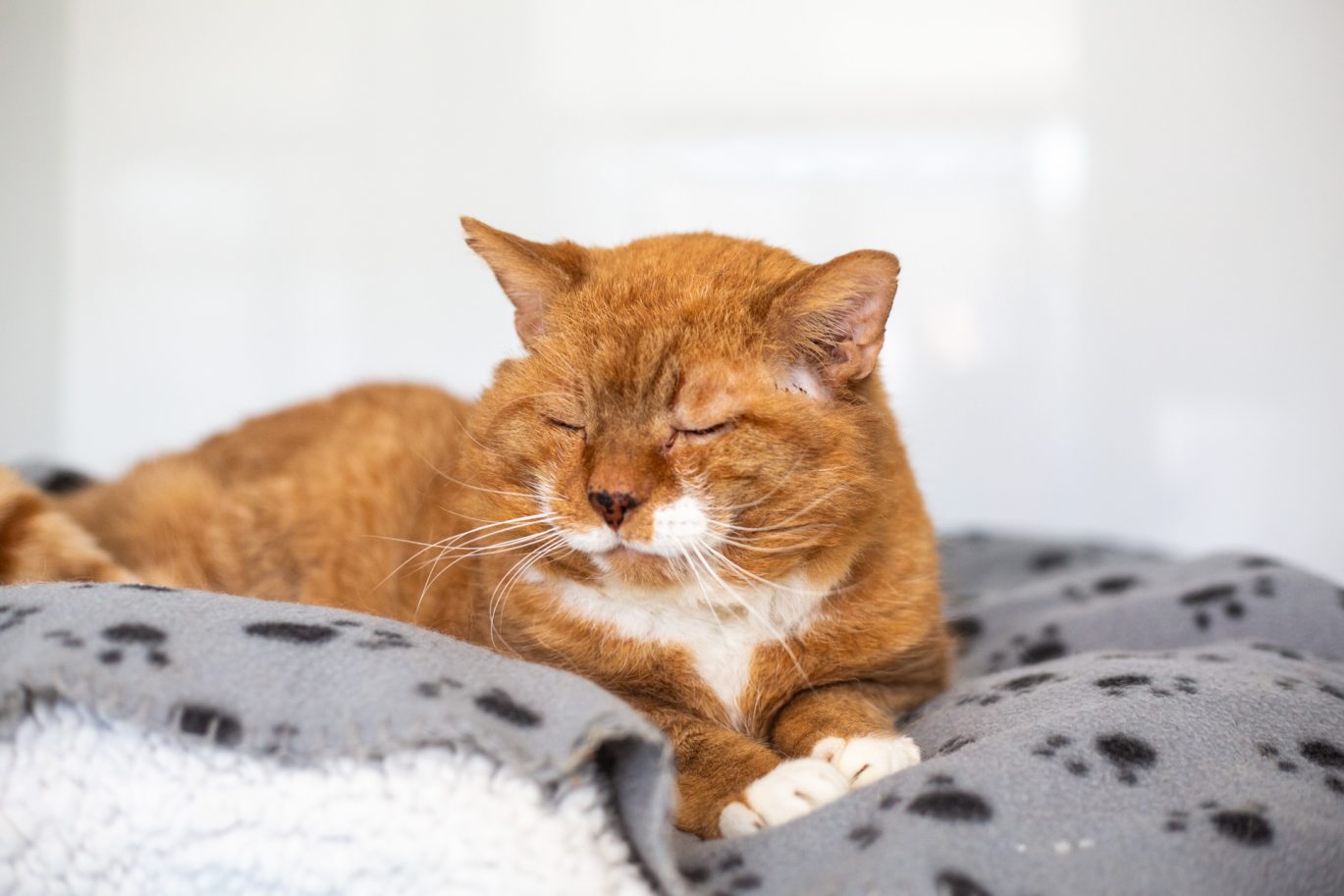 Ways to Give - Scottish SPCA