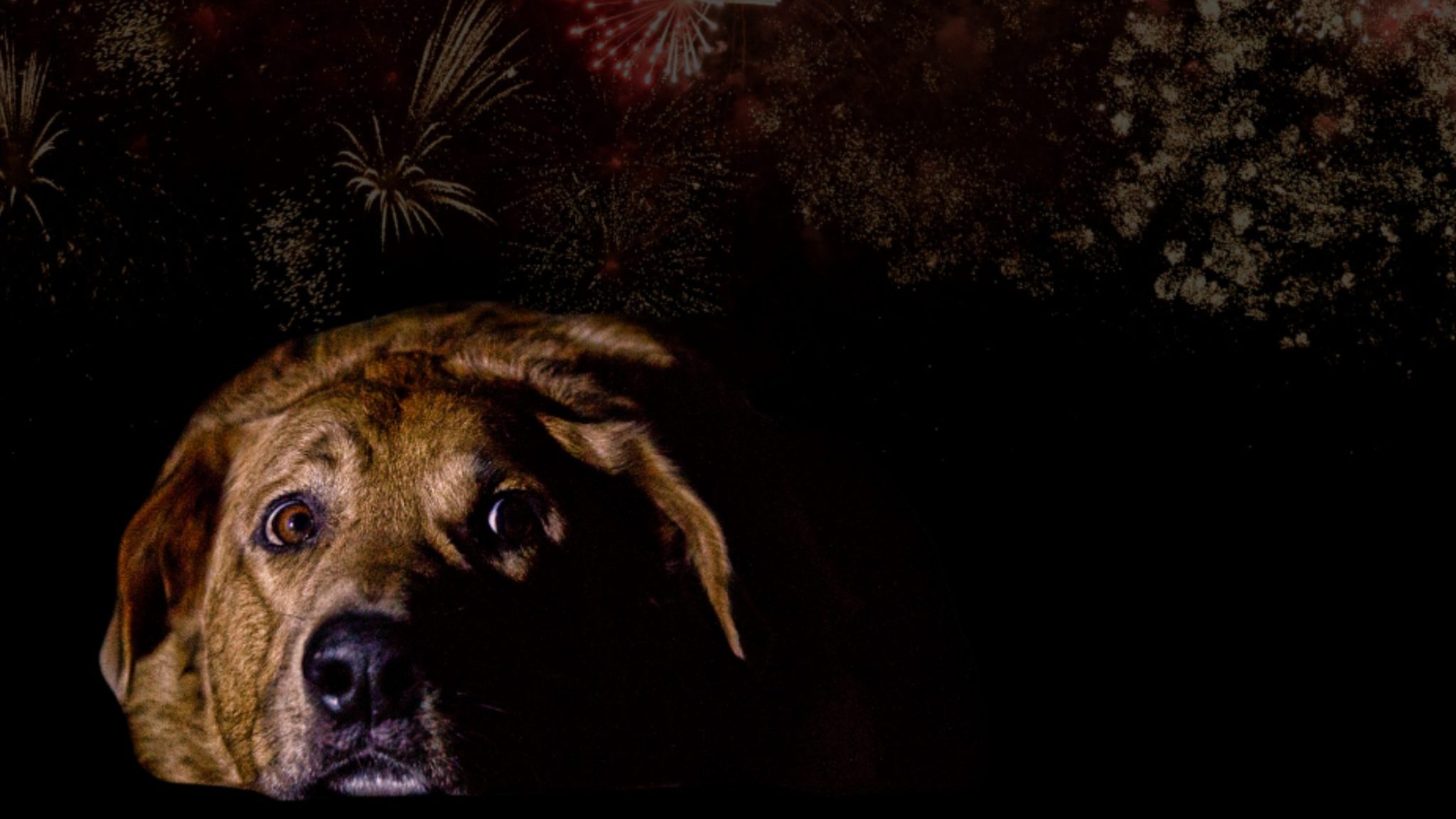 Scottish SPCA urges public to help protect animals this Bonfire Night