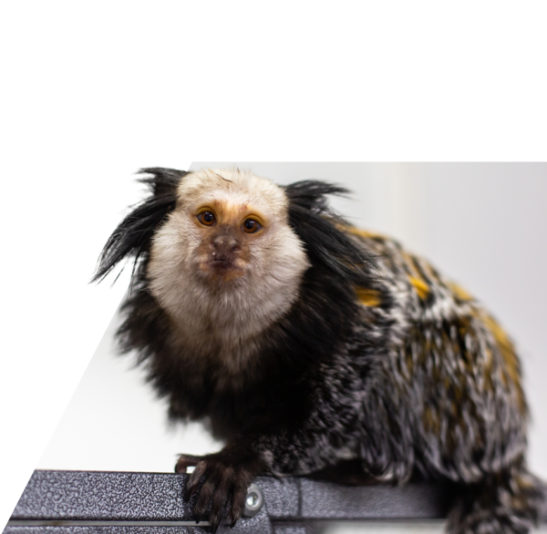 Introduce a ‘permitted list’ of animals that can legally be kept as ...