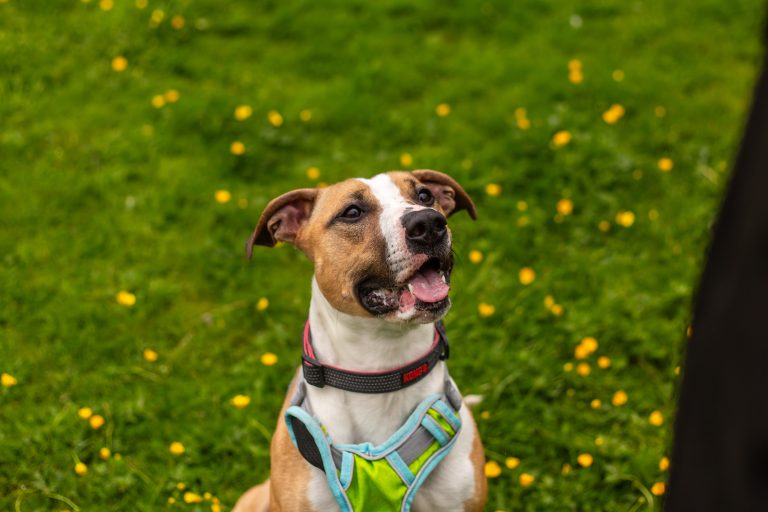 The Five Domains - Scottish SPCA