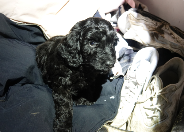 Unlicensed canine fertility clinic in Aberdeen - SIU investigates