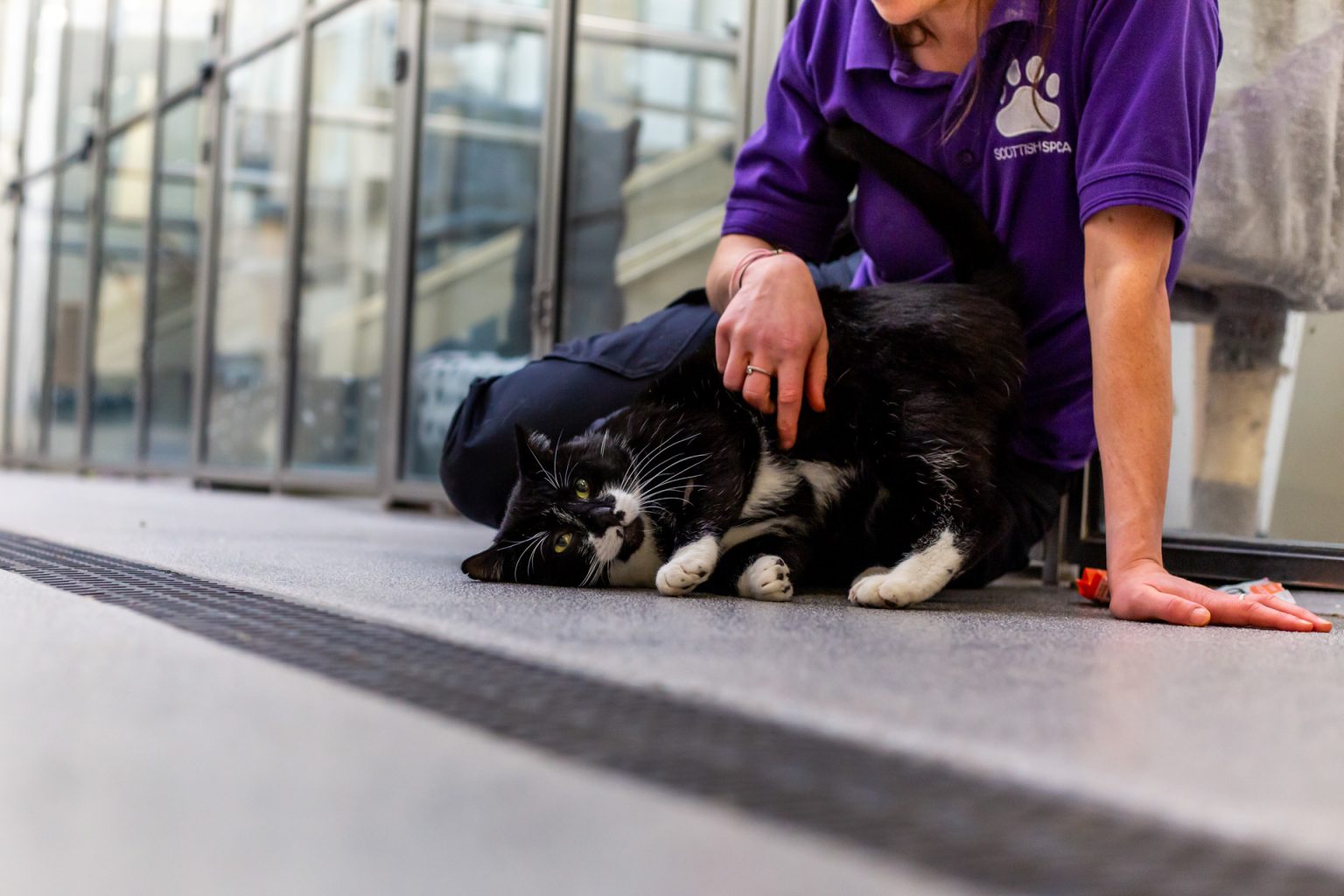 How to Look After a Cat - Pet Cat Care Advice
