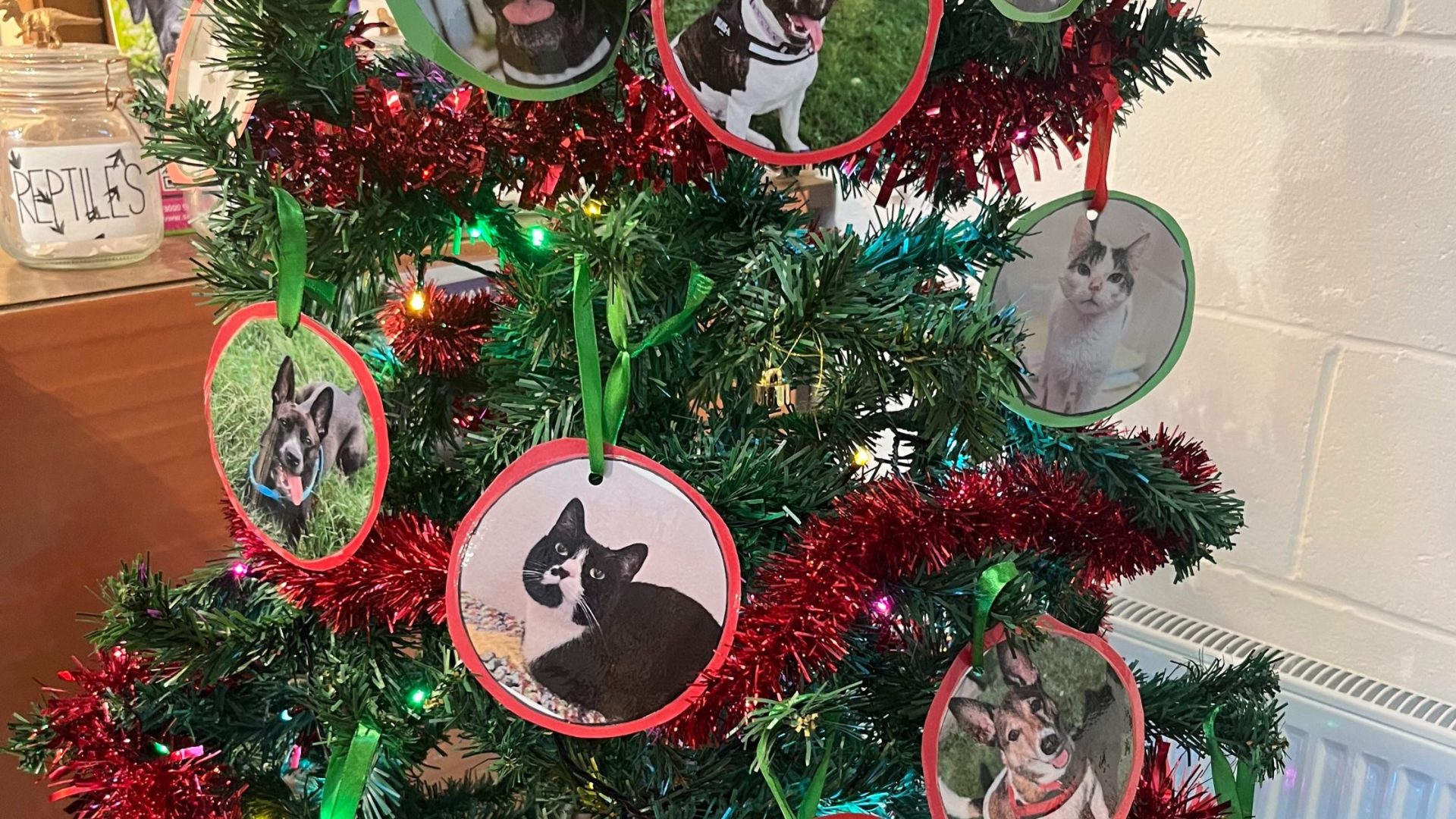 Scottish SPCA’s Dunbartonshire centre put up Christmas tree with a ...