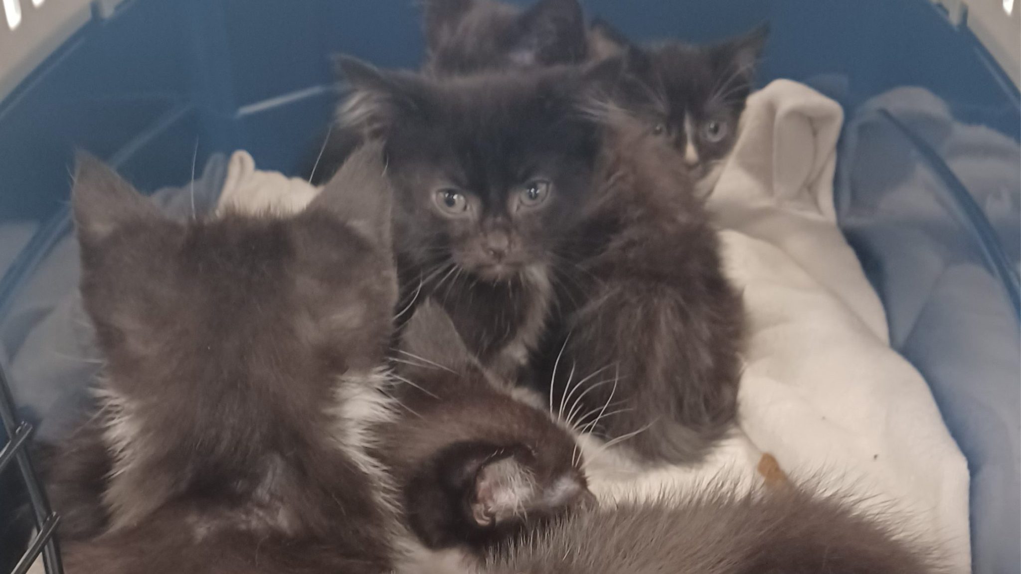 Scottish SPCA appeals for information after six young kittens found ...
