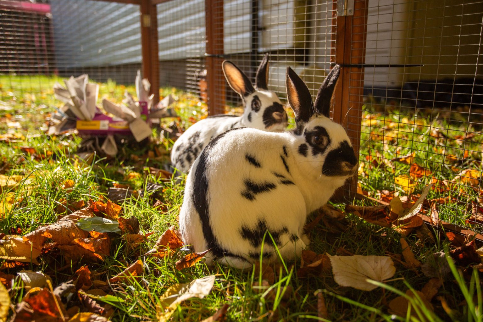 How to Look After a Rabbit - Pet Rabbit Advice