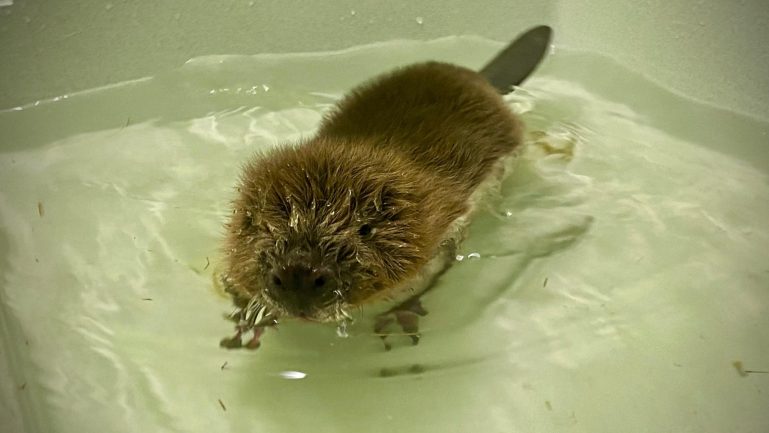 Beaver Advice - SSPCA