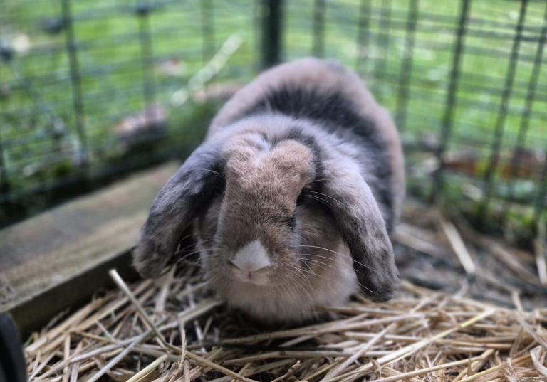 Animal Rescue in Inverness - Dogs, cats & other animals for adoption