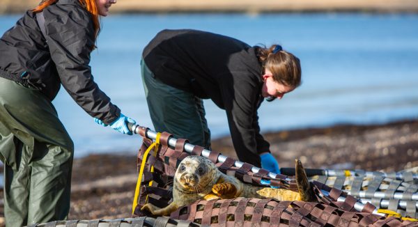 Seal Advice - SSPCA