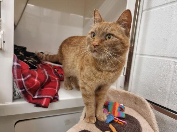 Animal Rescue in Inverness - Dogs, cats & other animals for adoption