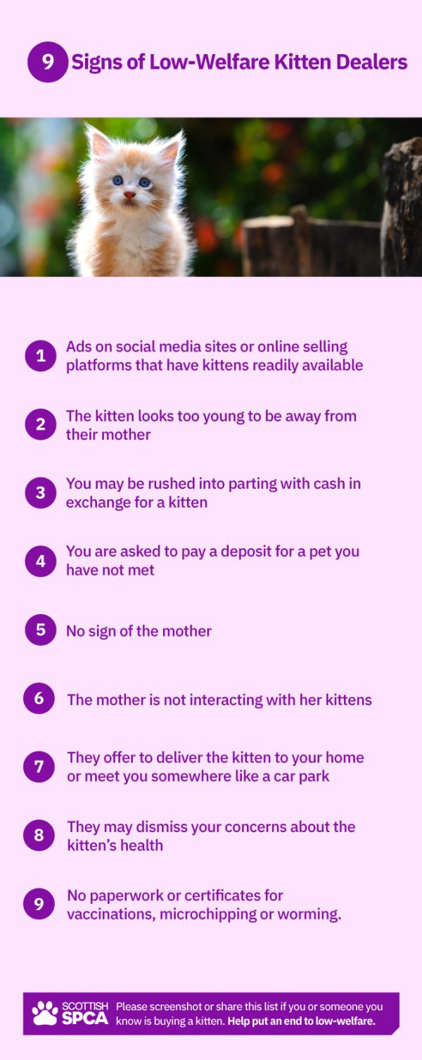How to Look After a Cat - Pet Cat Care Advice