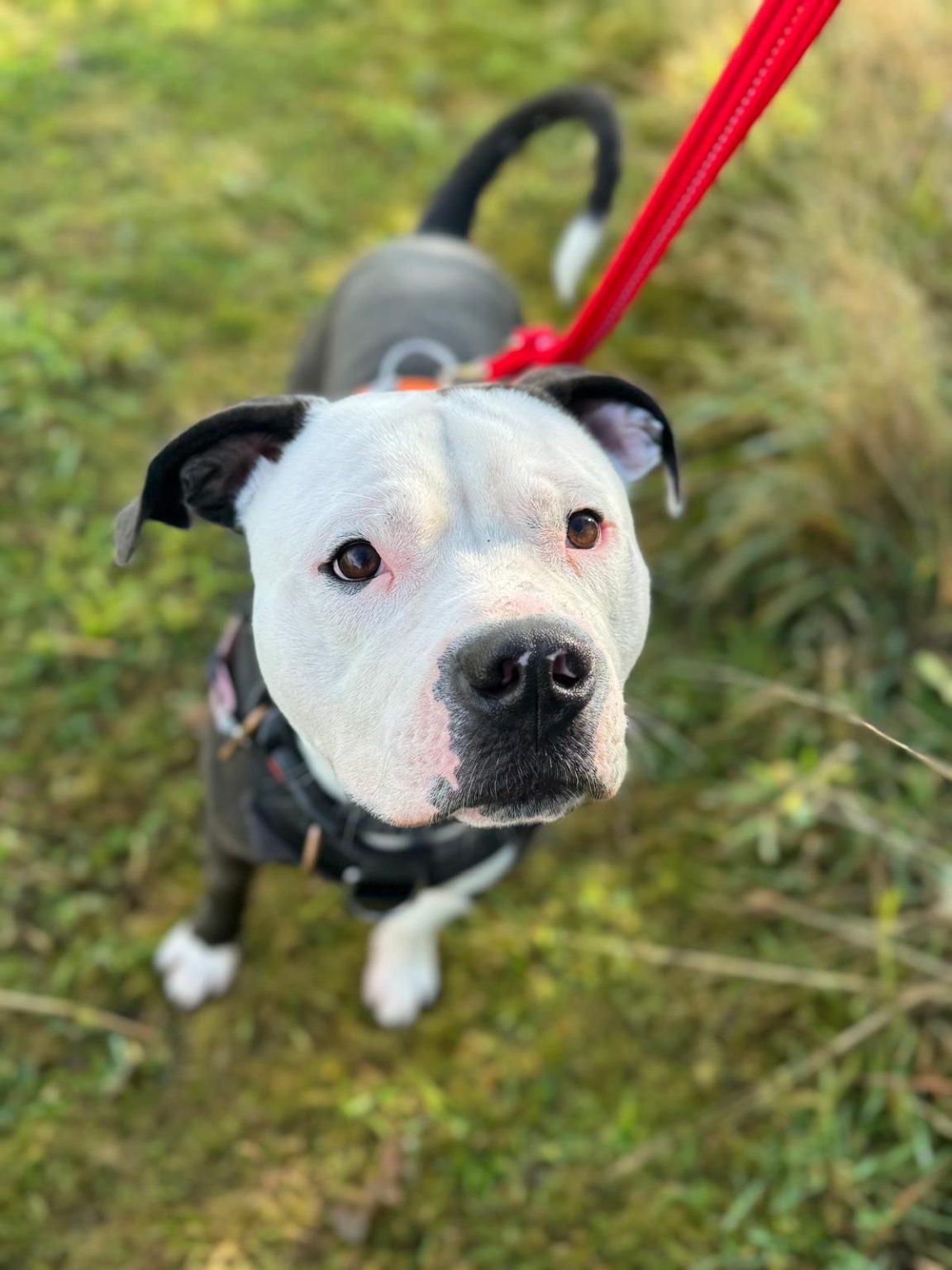 Scotland's Leading Animal Welfare Charity - Scottish SPCA