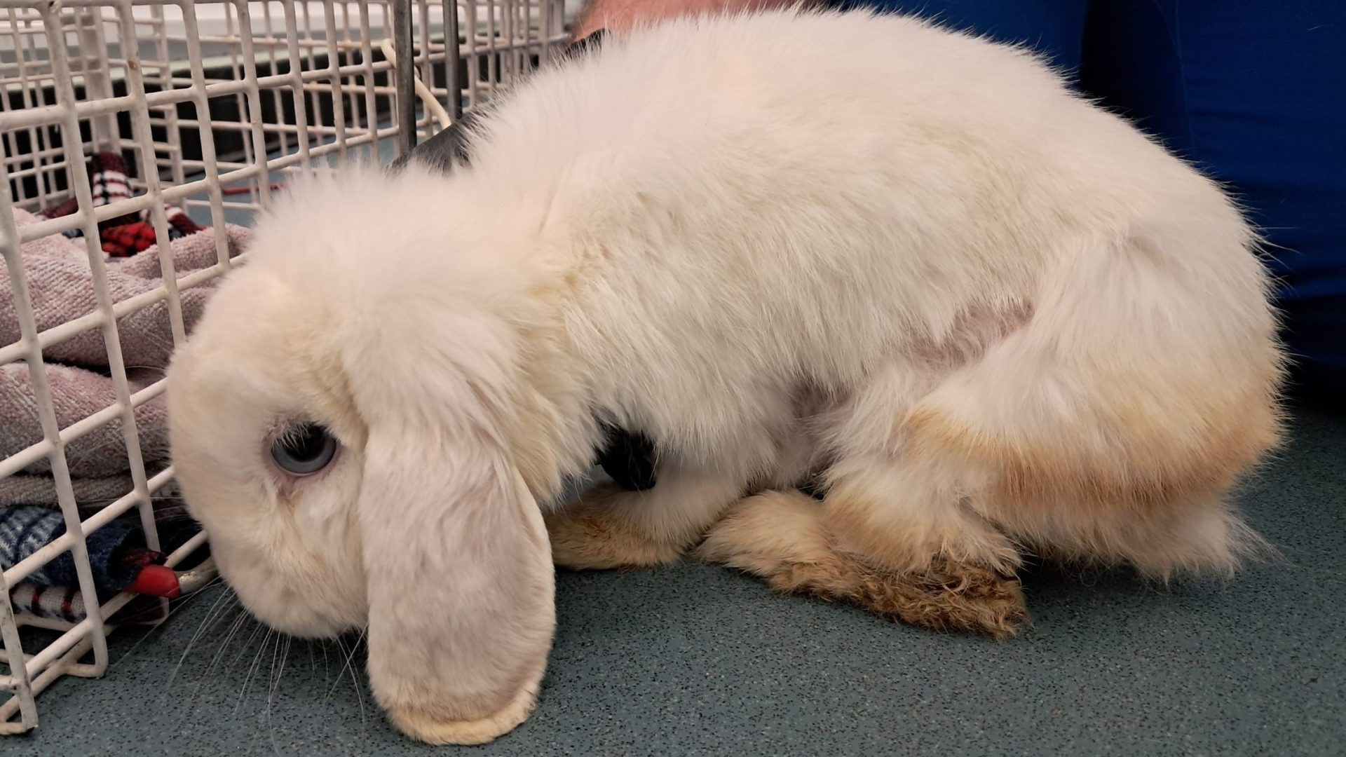 Scottish SPCA issues appeal after rabbit found abandoned in cardboard ...