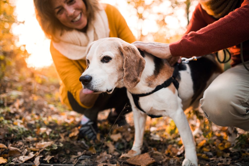 Request a Gift in Wills Guide - Scottish SPCA