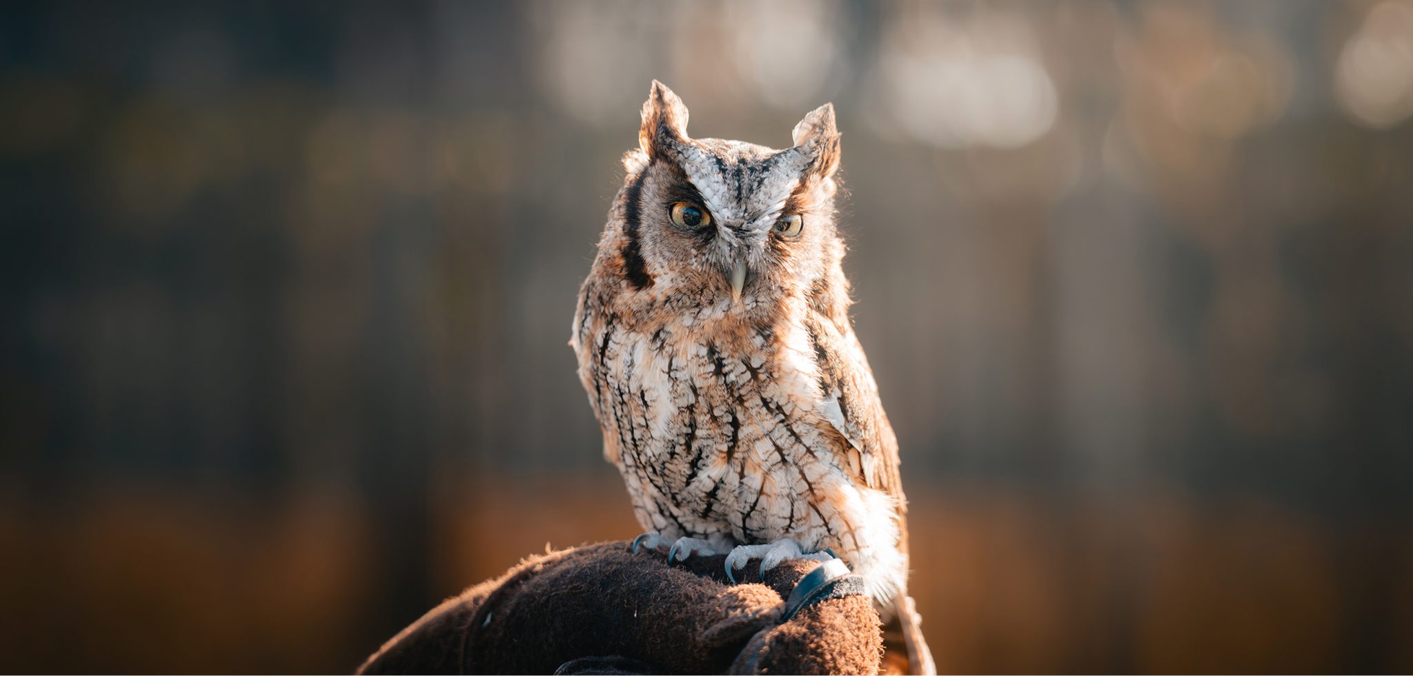 When Do Birds Start Nesting - Advice from the Scottish SPCA