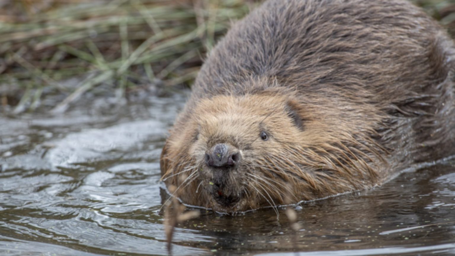 Fig the beaver thriving this International Beaver Day after being ...